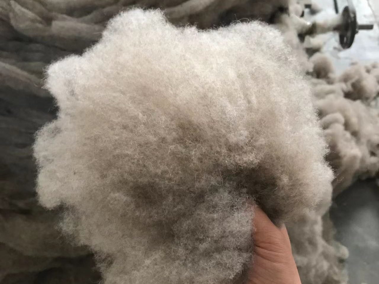 HOW TO CHOOSE FIBER FOR A QUILT? – Sheep wool, carbonized wool, wool ...