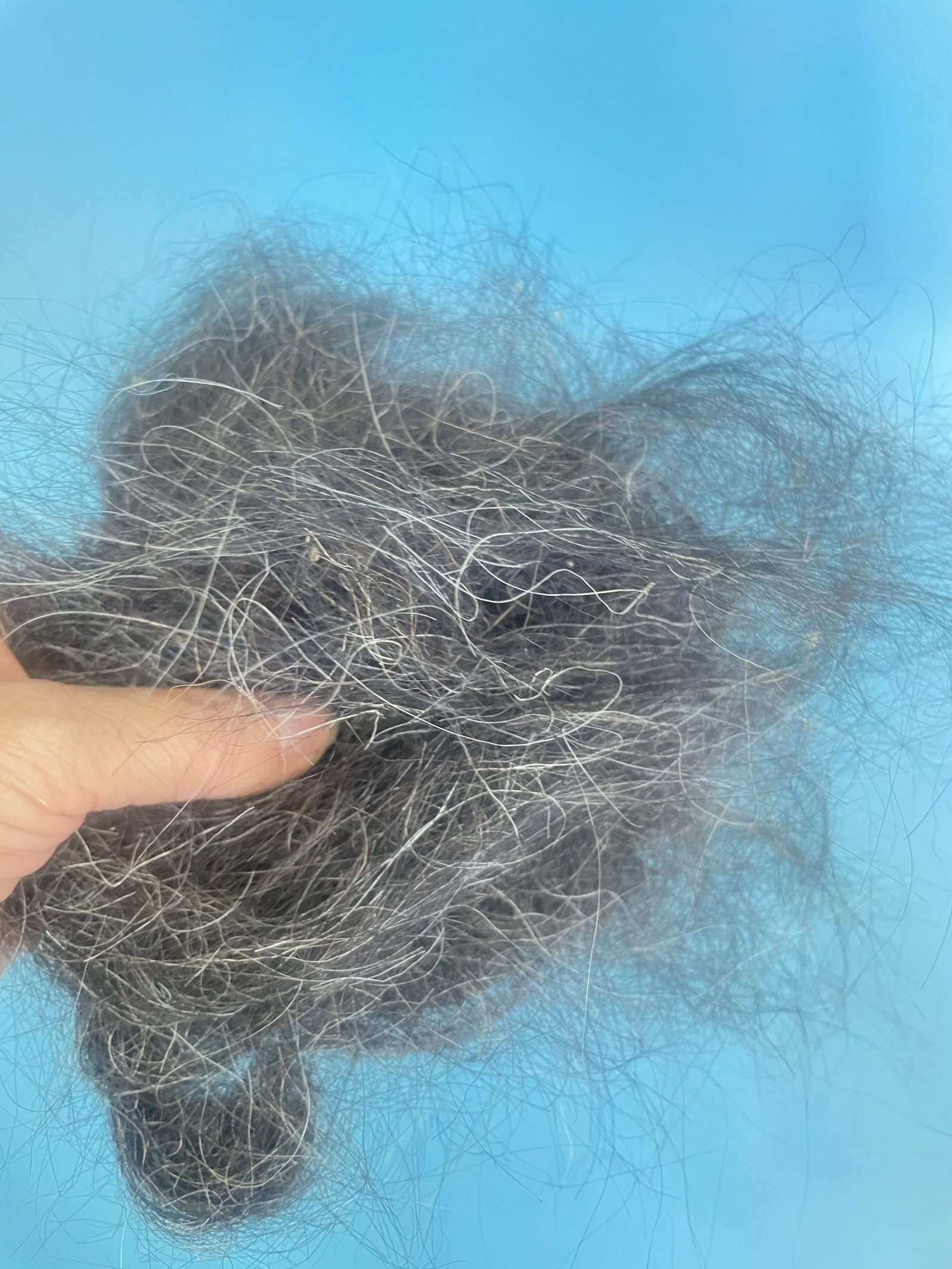 Goat hair for interlining - Sheep wool, carbonized wool, wool top ...